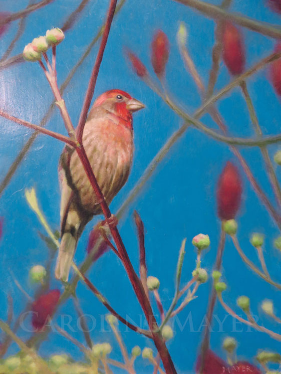 Caroline Mayer – NOMA Gallery